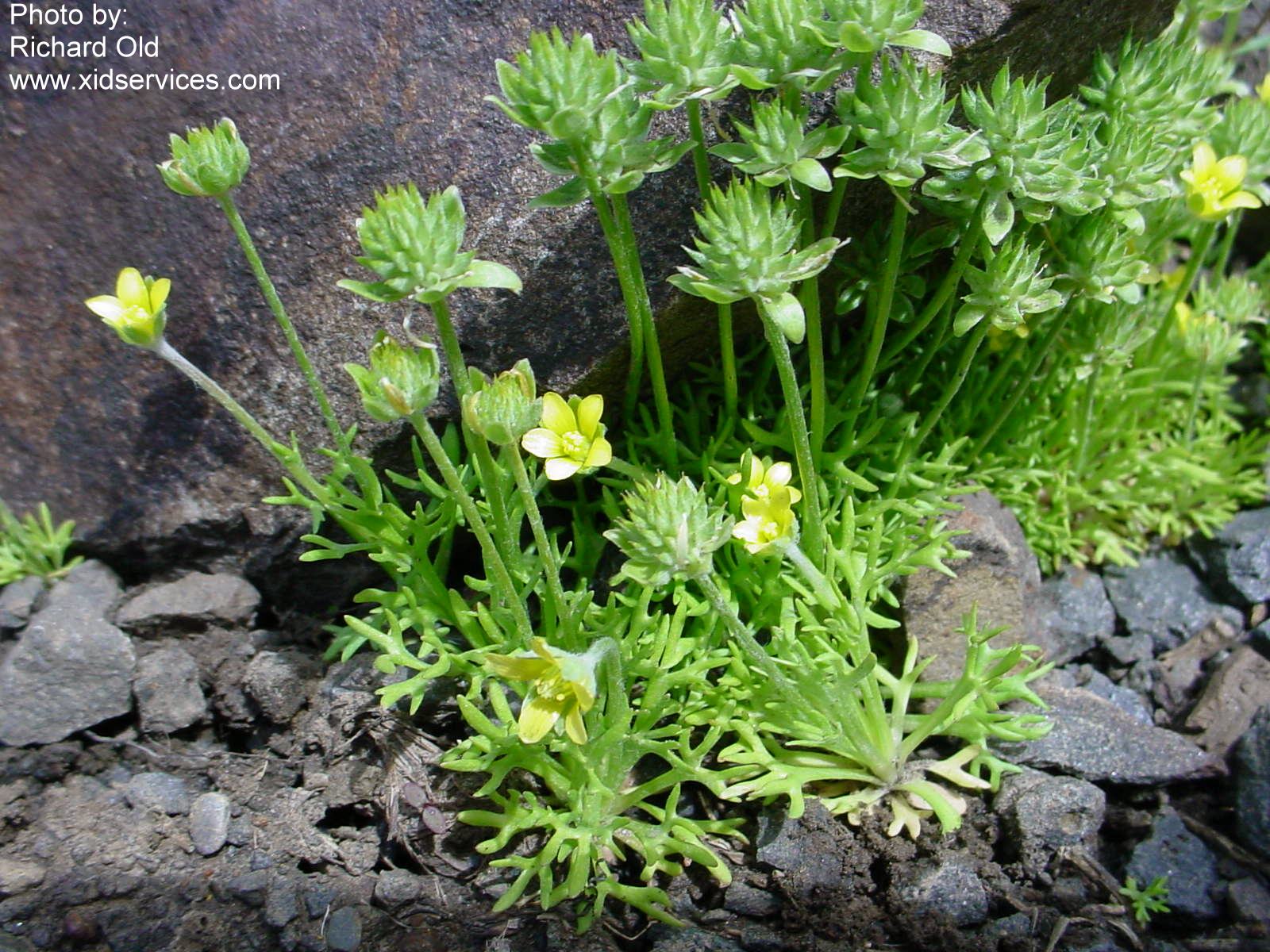 Weed of the week: Bur buttercup | Baker City Herald