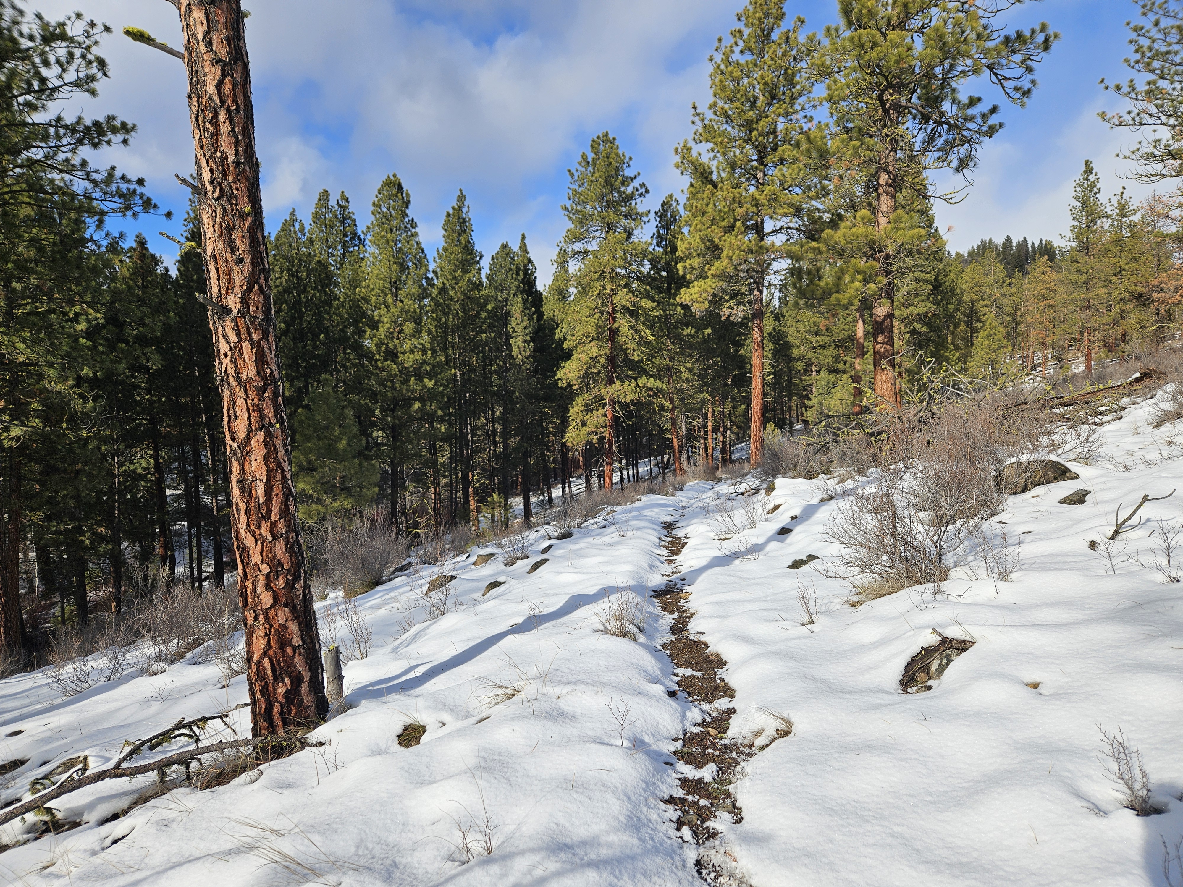 OUT AND ABOUT: A winter without snowshoes? | Baker City Herald